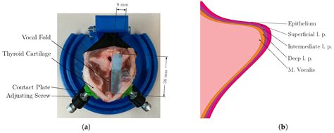 Vocal Fold Layers