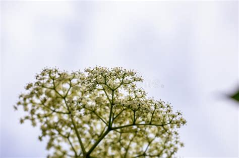 Sambucus Nigra Growing In Meadow Close Up Stock Image Image Of