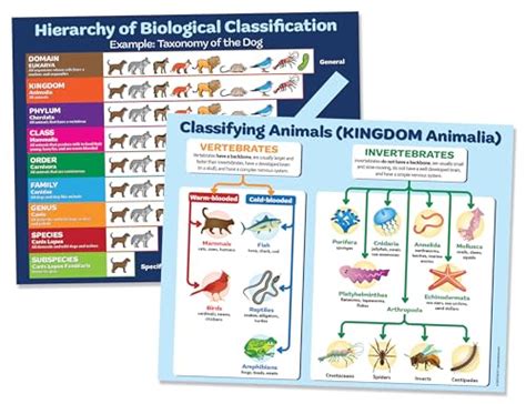 Zoco Classification Of Animals And Biological Hierarchy Want It All