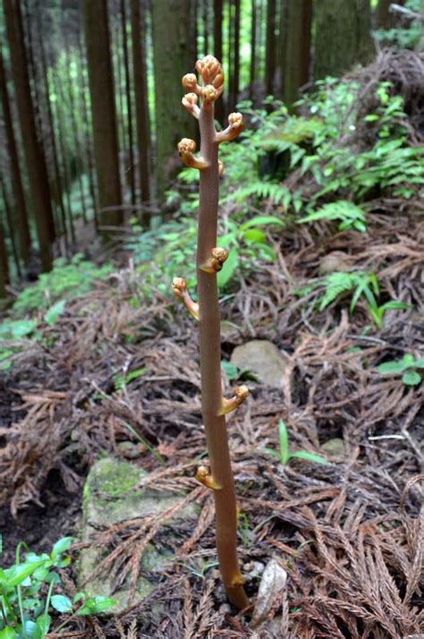 ツチアケビ土木通九重大分山行脚