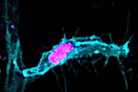 Cell Division Myths Debunked Facts Vs Fiction