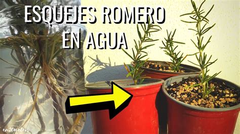 Cómo hacer ESQUEJES de ROMERO en AGUA con éxito en metros Hacerlo Como