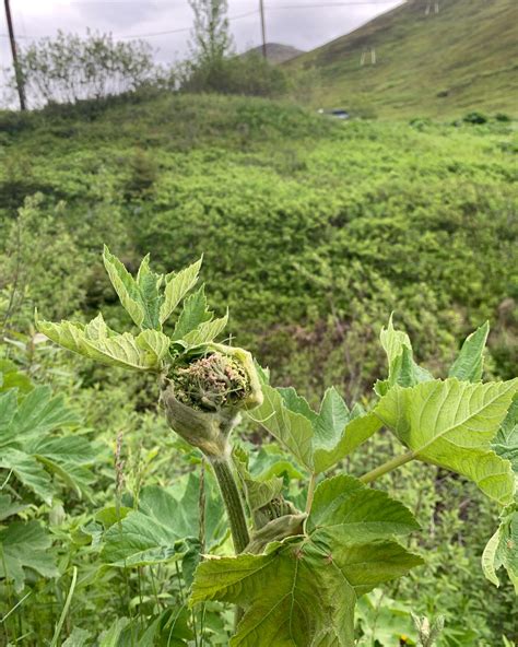 Hiking Alaska Cow Parsnip Aka Pushki Aka Heracleum Facebook