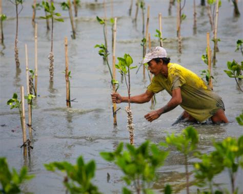 Geothermal Energy In The Philippines A Sustainablity Powerhouse