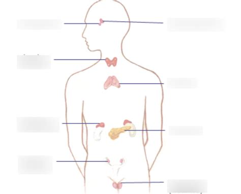 48 Diagram Quizlet