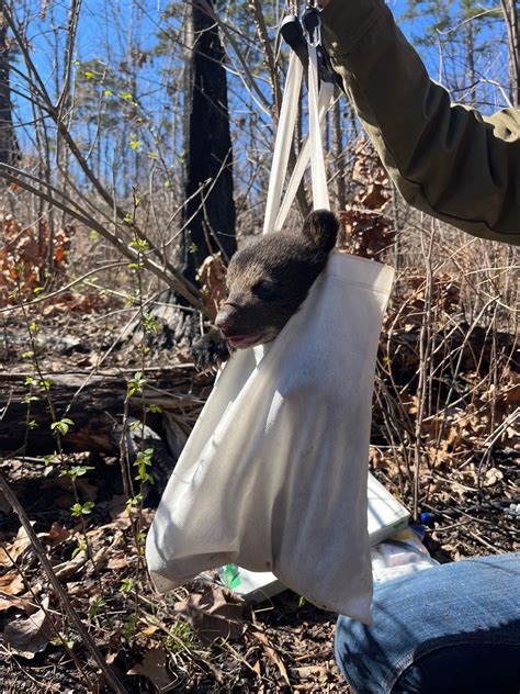 Collaring Alabama Black Bear Cubs With Biologist Hannah Leeper Mossy Oak