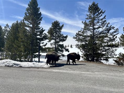 Idaho Man Charged With Harassing Wildlife After Kicking Yellowstone