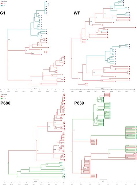 Time Scaled Bayesian Phylogenetic Trees Branches Are Colored According Download Scientific