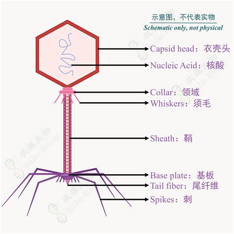 大肠杆菌噬菌体t7型脱氧核糖核酸液体室内质控品 Hzb135334 Pq 产品详情 灰藻生物