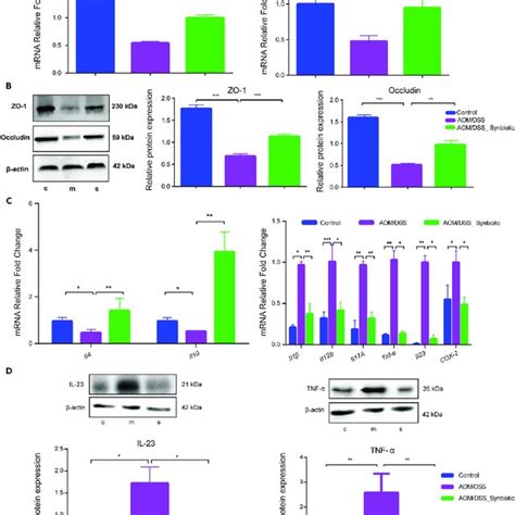 The Synbiotic Supplementation Prevented The Loss Of Epithelium Tight