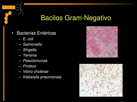 Ppt Clasificación De Las Bacterias Estructura Genética Y Metabolismo