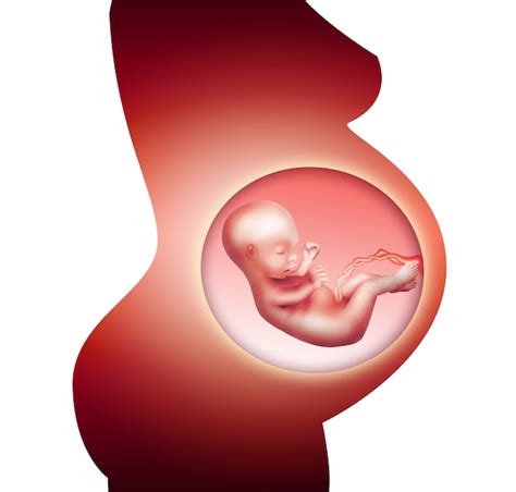 Premium Photo Pregnant Woman And Her Fetus