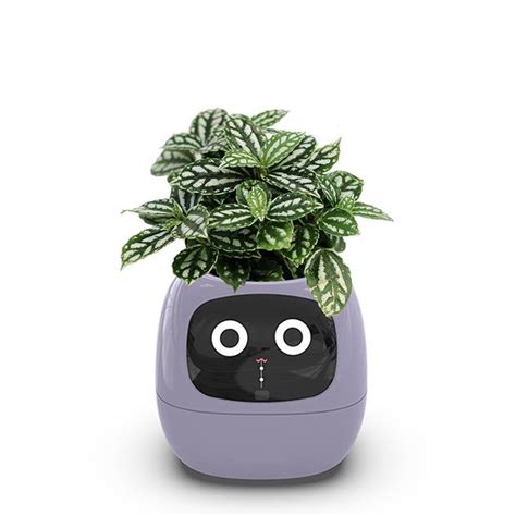 Smart Planter Welcome To Osb