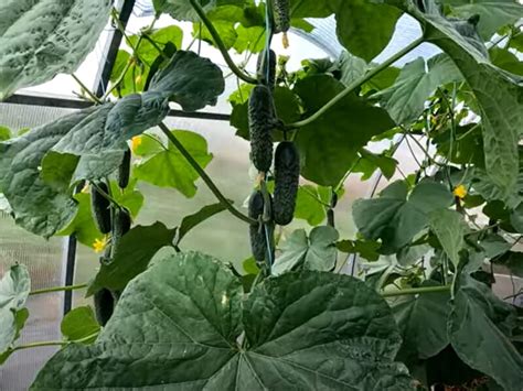 За два дні вже зможемо збирати врожай Городник розповів про ефективний спосіб захисту огірків