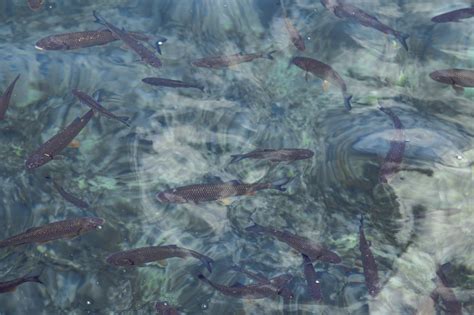 Fda Approves Genetically Modified Salmon For Human Consumption