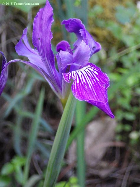 Iris Douglasiana 12may2015 Imgp3946 Trouts Notes