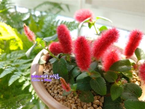 3년 전 오늘 베란다정원 아칼리파 렙탄스 붉은 여우꼬리풀 내가 바라는 자유 ♧ 나란 네이버 블로그