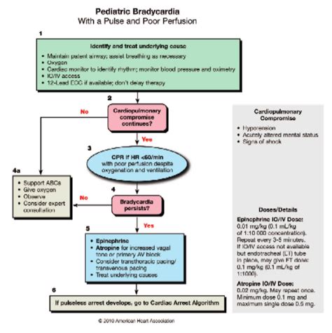 Pals Bradycardia Algorithm American Heart Association