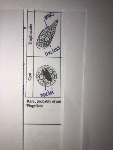 Parasitology Slides Flashcards Quizlet