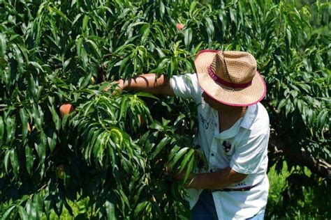 來一口“甜蜜暴擊”！徐涇“水蜜桃”熟了！ 愛問普拉斯