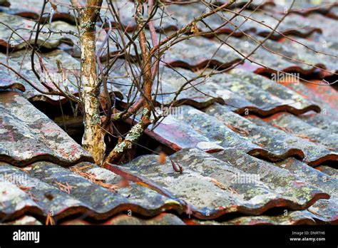 Tree Growing Through Roof Hi Res Stock Photography And Images Alamy