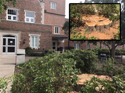 nsu russell hall tree cut down natchitoches parish journal