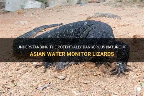 Understanding The Potentially Dangerous Nature Of Asian Water Monitor