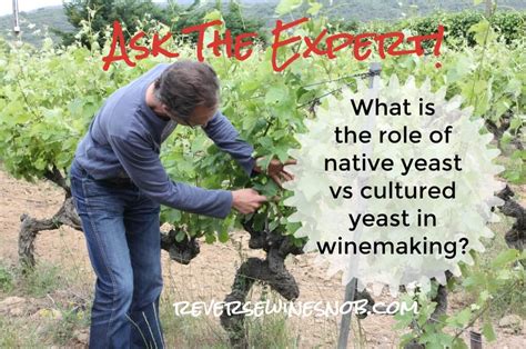 What Is The Role Of Native Yeast Versus Cultured Yeast In Winemaking
