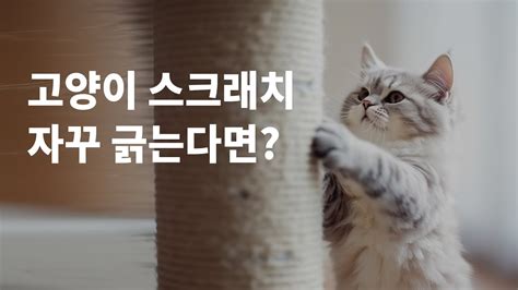고양이가 자꾸 소파를 긁어요ㅠㅠ 고양이스크래치 방지하는 방법은 Youtube