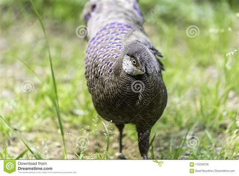 The Grey Peacock Pheasant Polyplectron Bicalcaratum Also Know Stock