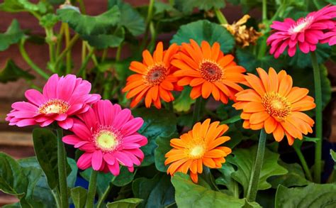 Gerbera · Pflanzenguide