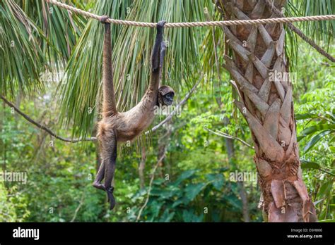 Geoffroys Spider Monkey Ateles Geoffroyi Also Called Black Handed