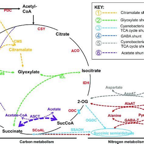 Natural Tricarboxylic Acid Tca Cycle Variants The Classical Tca Cycle