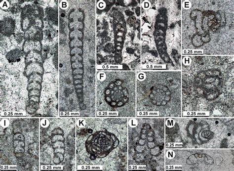 Foraminifera Associated With Dasycladalean Algae A I J