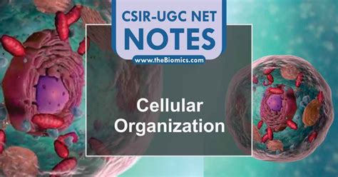 Notes On Cell Junctions Csir Net Life Sciences Notes