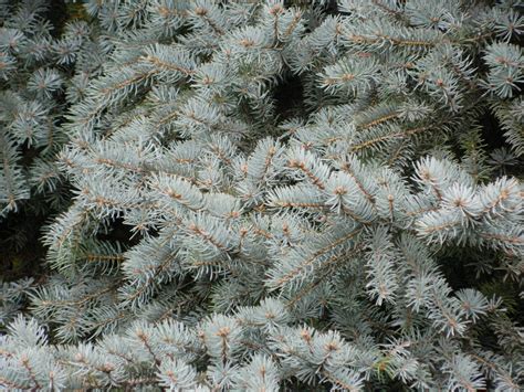 La Multi Ani Romania Brad Argintiu