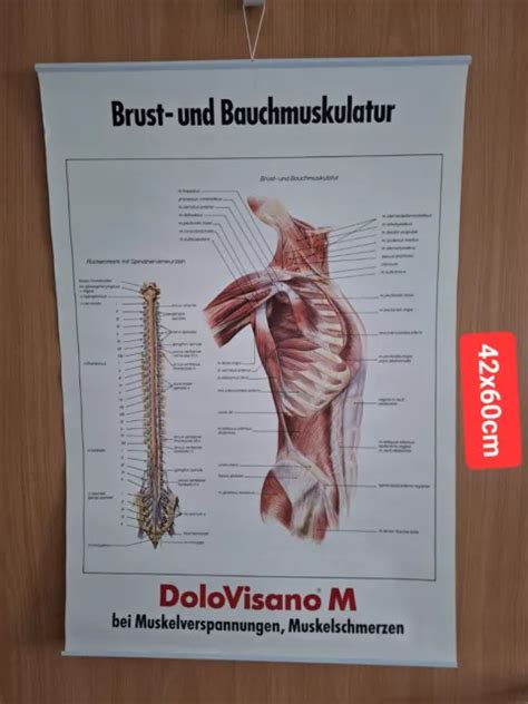 MEDIZINISCHE LEHRKARTE ANATOMIE Brust Und Bauchmuskulatur EUR 10 00