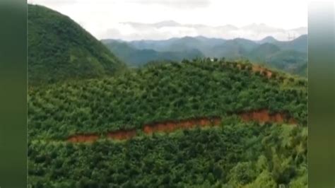 油茶种植险保树又保果助力乡材振兴 高清1080P在线观看平台 腾讯视频