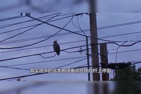 啄木鸟触碰到高压电的一瞬间，直接凭空消失，镜头记录全过程高压电镜头啄木鸟