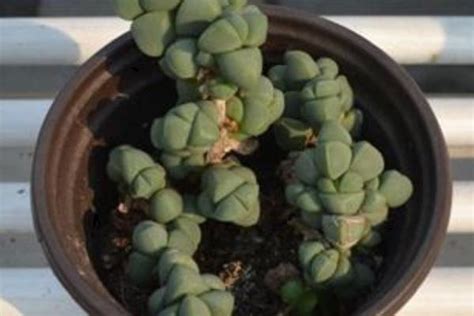 鹿角海棠图片大全开花老桩 鹿角海棠的养 达达搜