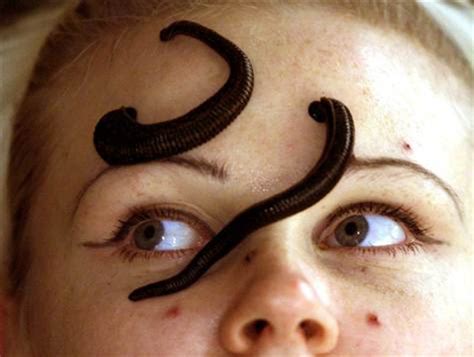 Sri Lanka Venomous Snakes Poisonous Spiders And Other Deadly Insects