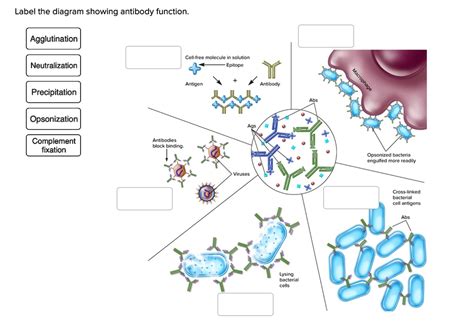 Label The Diagram Showing Antibody Function Label The Diagram Showing Antibody Function