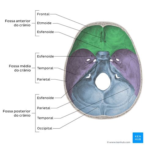 Crânio Humano Forames Fissuras E Conteúdo Kenhub