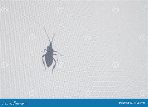 Silhouette Of A Cockroach On The Window In Spring Stock Image Image