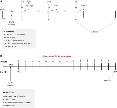 Experimental Protocol For Measuring Osteoblastic Activity Of
