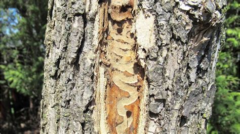 Why Do Some Oak Trees Lose Their Leaves In The Spring Instead Of The Fall