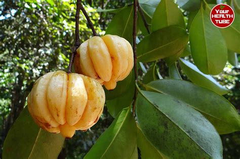 Garcinia Cambogia For Weight Loss To Use Or Not To Use