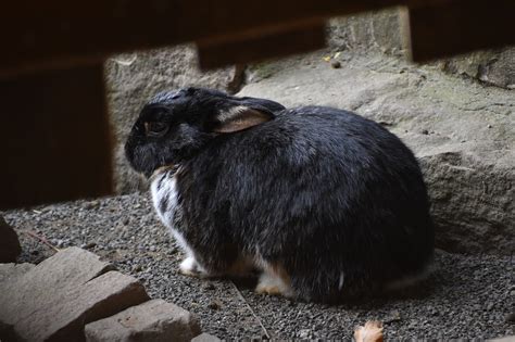 Rabbits Castor Rex Rabbit Free Photo On Pixabay