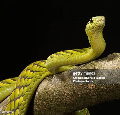 Dendroaspis Angusticeps Photos And Premium High Res Pictures Getty Images