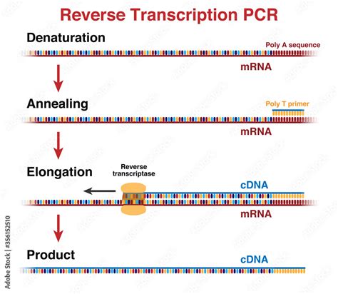 The Cycles Of Mrna And Cdna Molecules Amplification By Reverse
